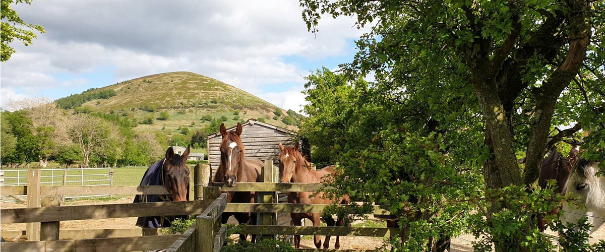 Horse Riding at Rookin House
