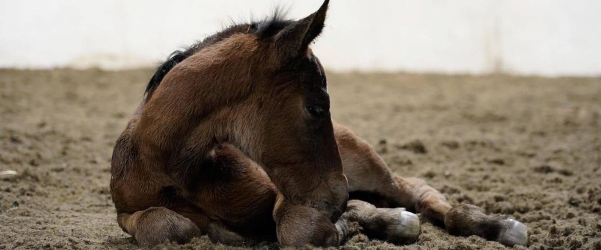 Rookin House Activity Centre - Rookin House Activity Centre